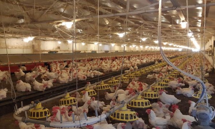 Proizvodnja jaja za uzgoj brojlera u Srpcu raste za 50 posto - Biznis ...